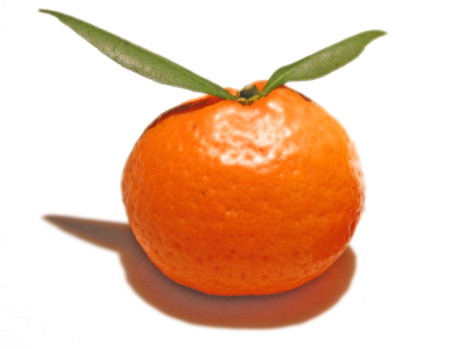 Churchill Orchard – Our Fruit Varieties – Churchill Orchard in the Ojai ...