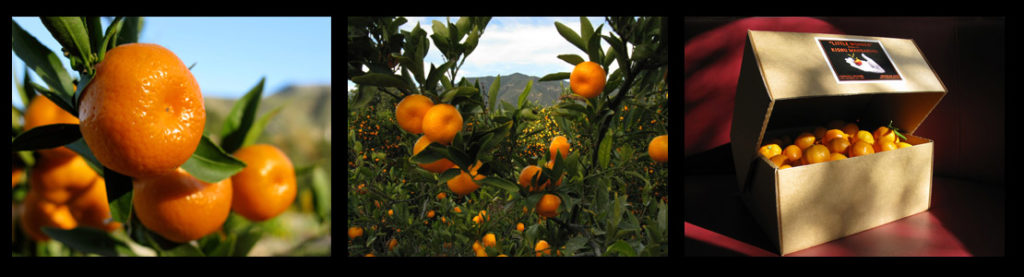 Mailorder fruit – Churchill Orchard in the Ojai Valley