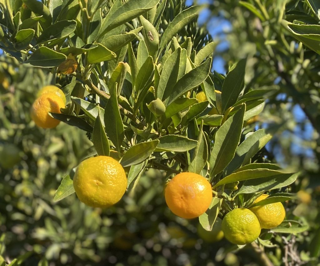 Fall is a wonderful time at the orchard. – Churchill Orchard in the ...
